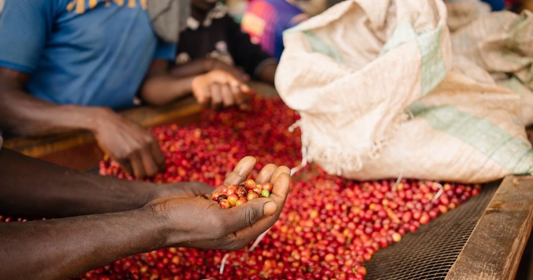 Long Miles Coffee Project – Supporting a Coffee Growing Community ...